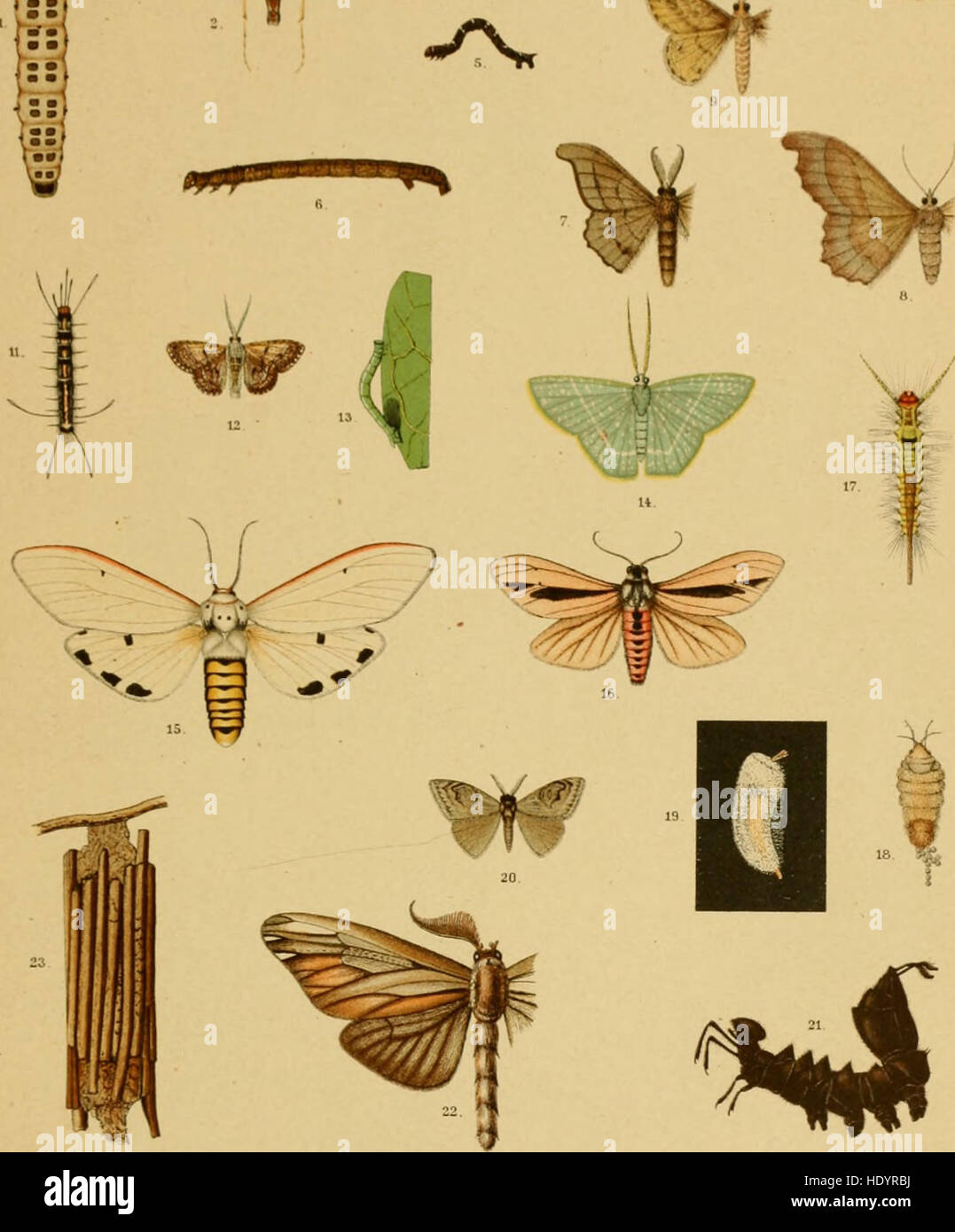 This 1897 publication, 'The Animal Enemies of Coffee Culture on Java ...