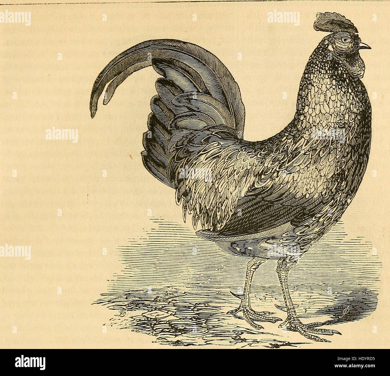 Poulterers hi-res stock photography and images - Alamy