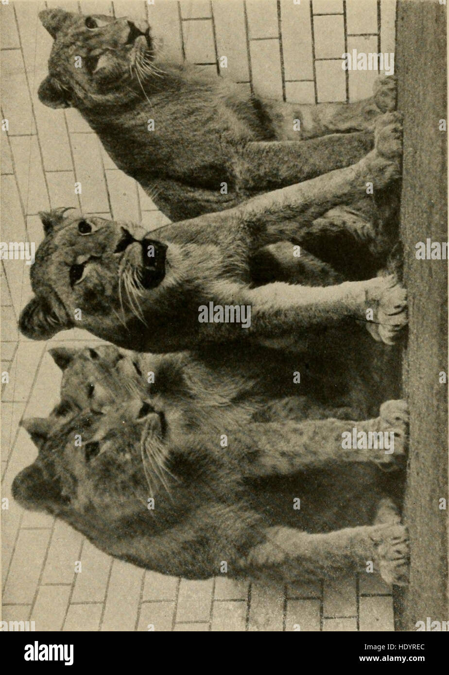 'Herself-Ireland' (1918) is a collection of writings focused on Irish ...