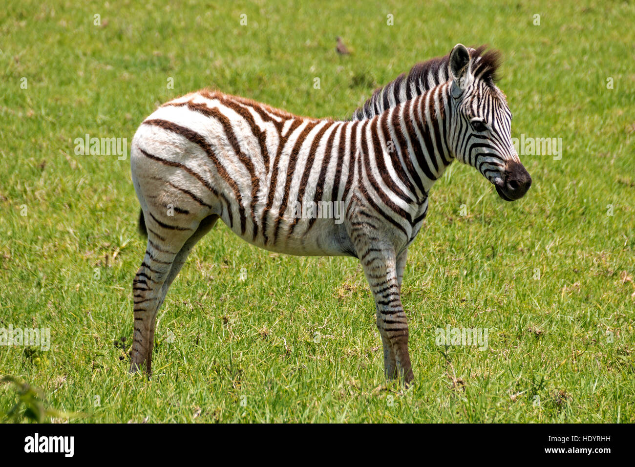 Single zebra grazing on green grass background Stock Photo - Alamy