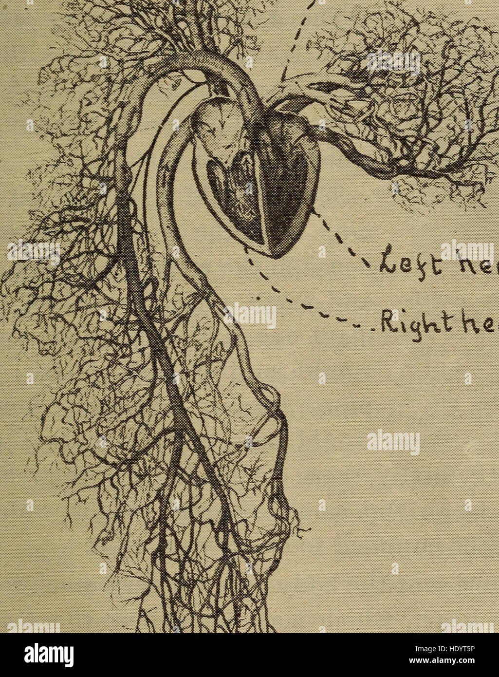 This 1919 textbook covers the basics of human physiology with a focus ...