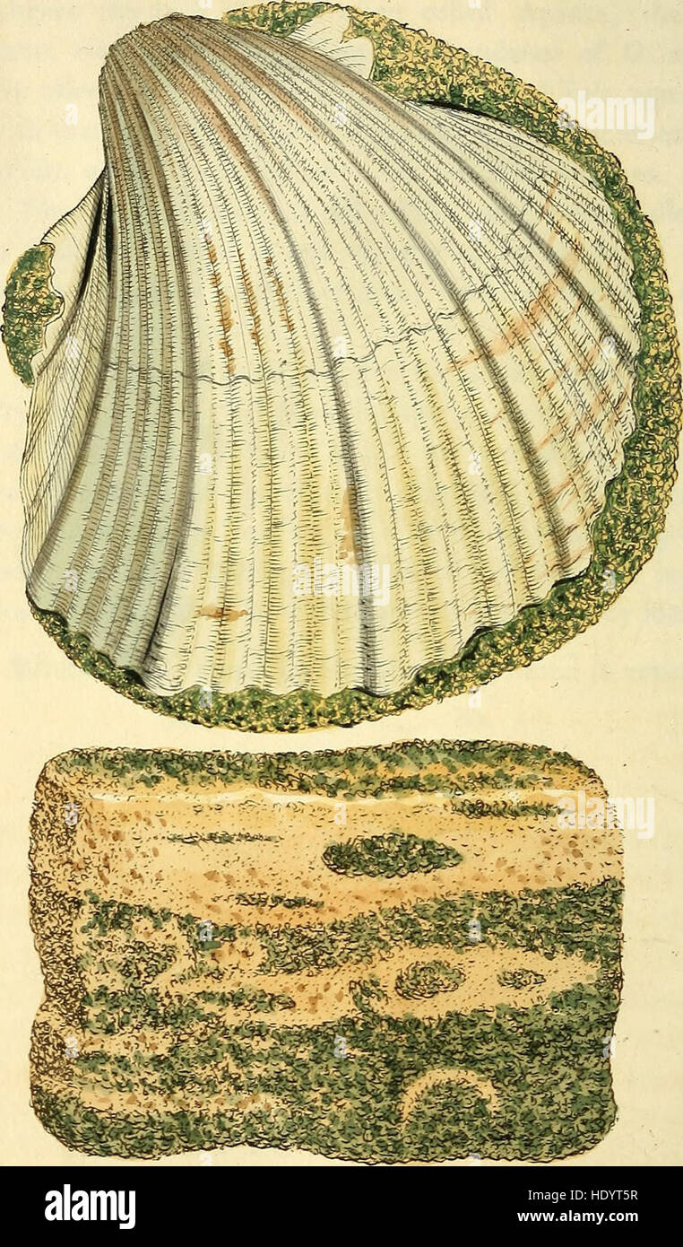 *British Mineralogy* (1802) provides detailed, color-illustrated ...
