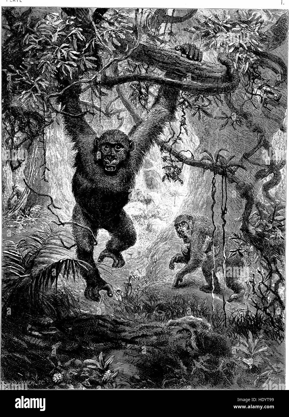 Habits of wild animals Black and White Stock Photos & Images - Alamy