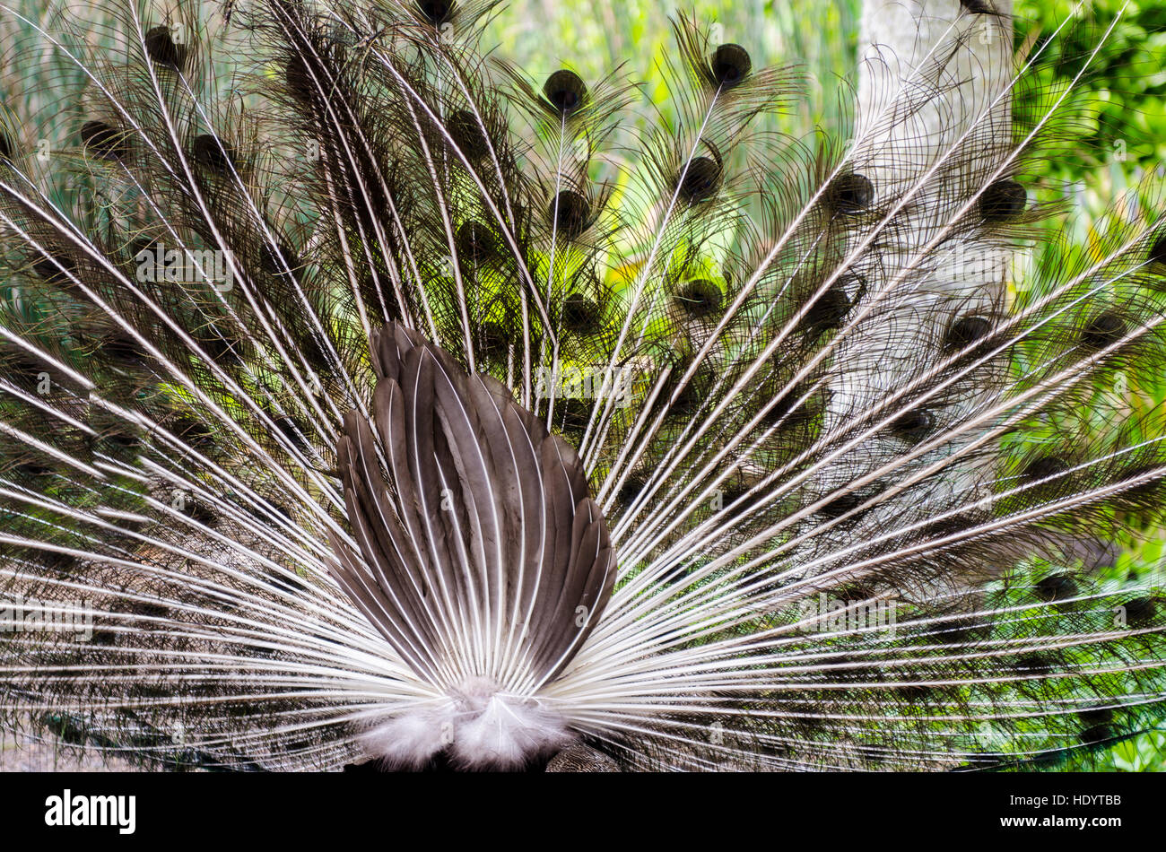 Indian peacock (Pavo cristatus), Waimea Valley Audubon Park, North ...