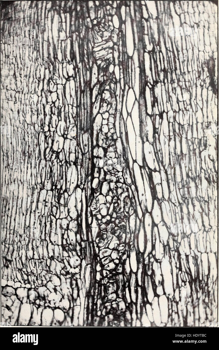 The structure and development of crown gall - a plant cancer (1912 ...