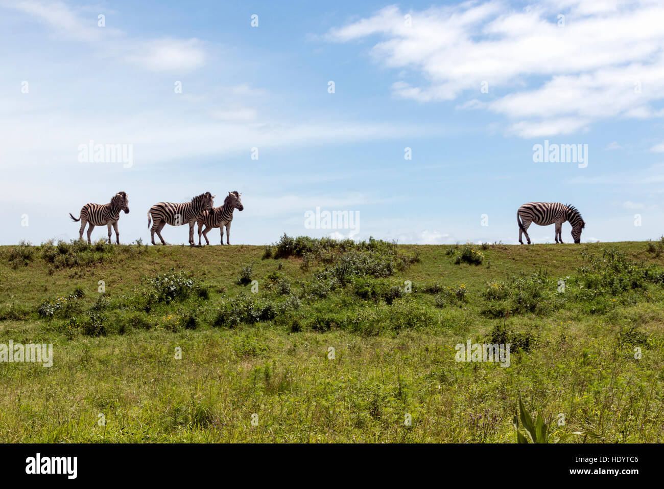 Zebra against cloudy blue sky hi-res stock photography and images - Alamy