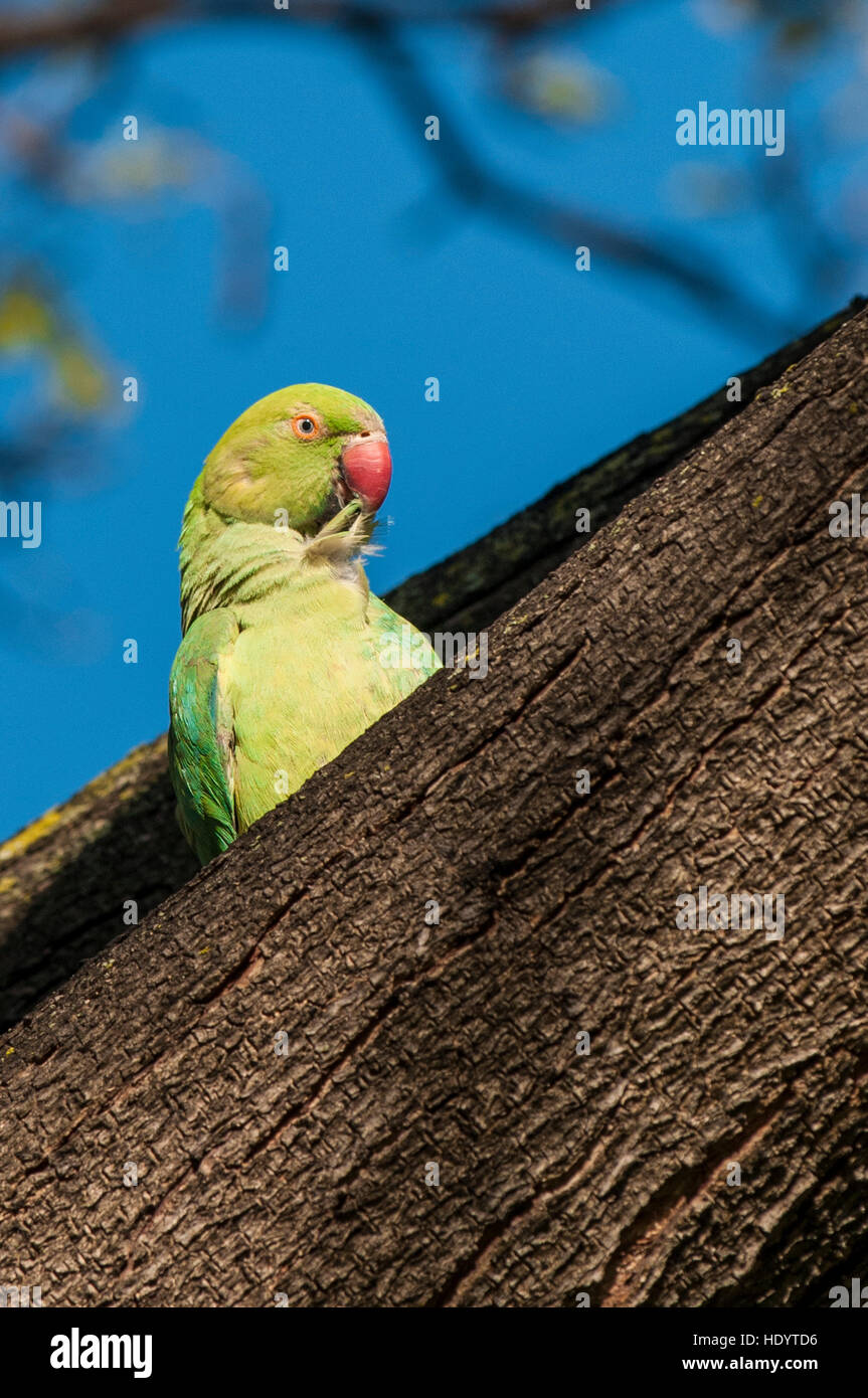 Parakeet hawaii hi-res stock photography and images - Alamy