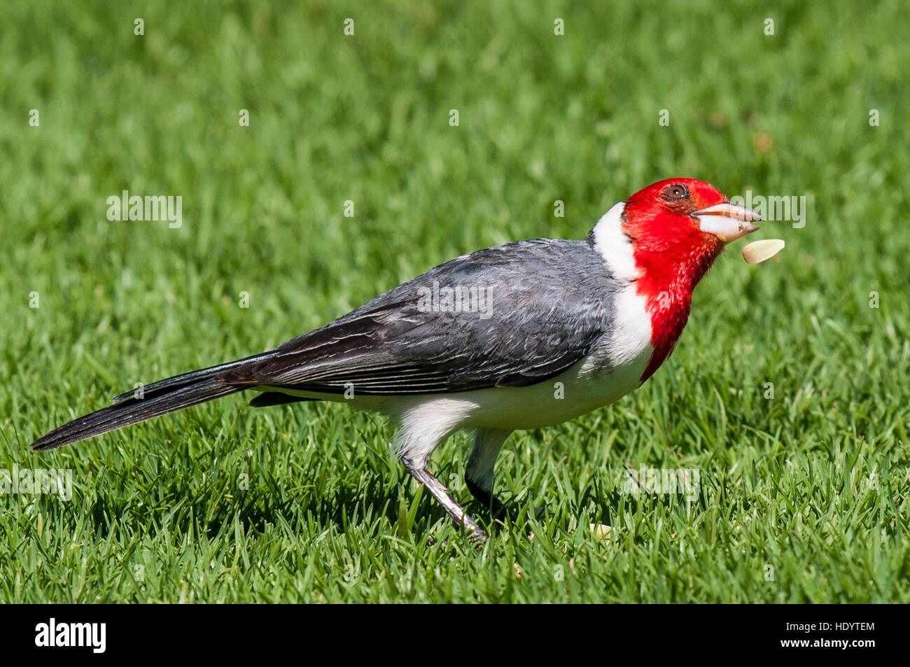 Hawaiian cardinal hi-res stock photography and images - Alamy