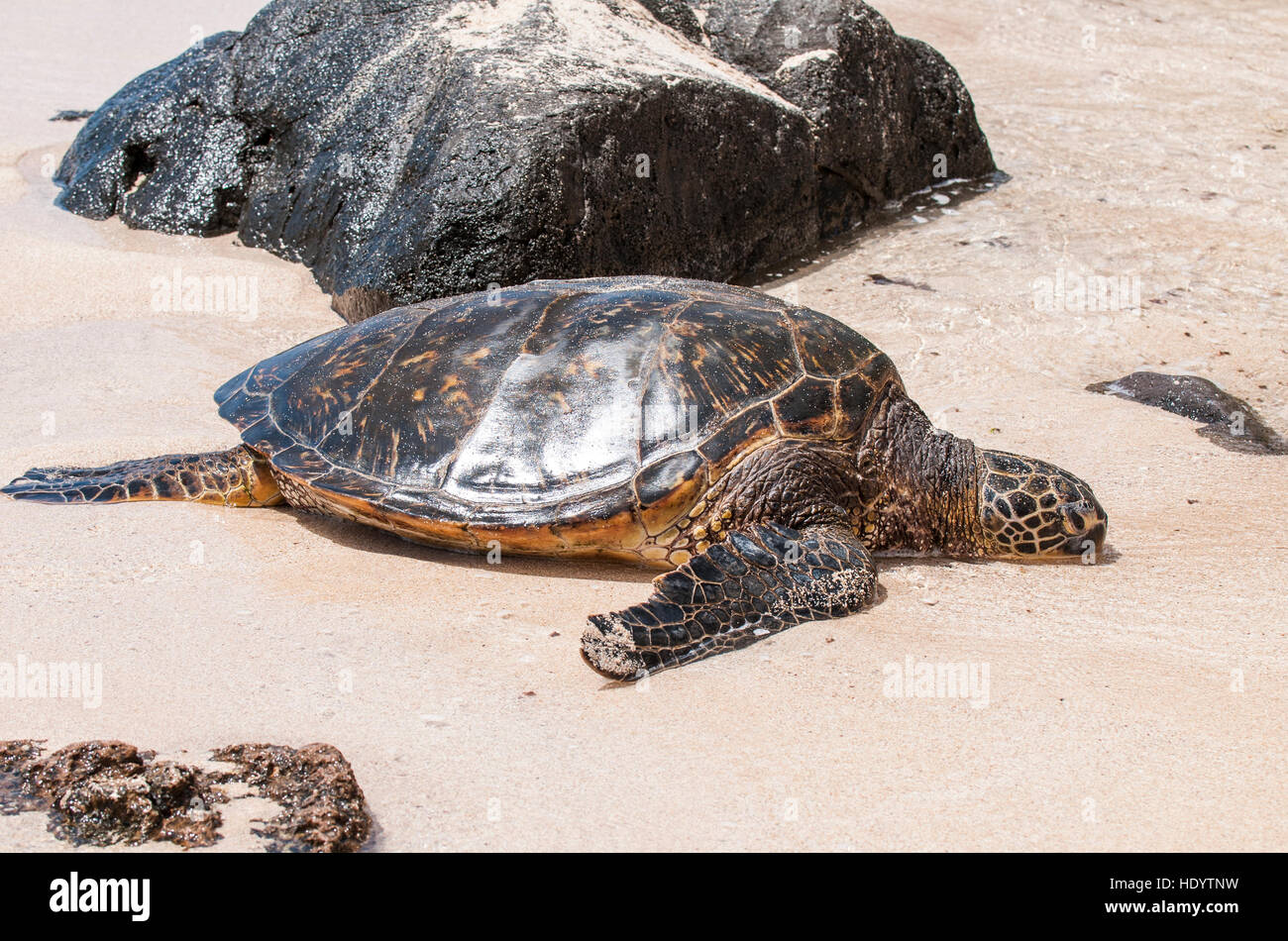 A green sea turtle (Chelonia mydas) on Laniakea Beach, North Shore ...