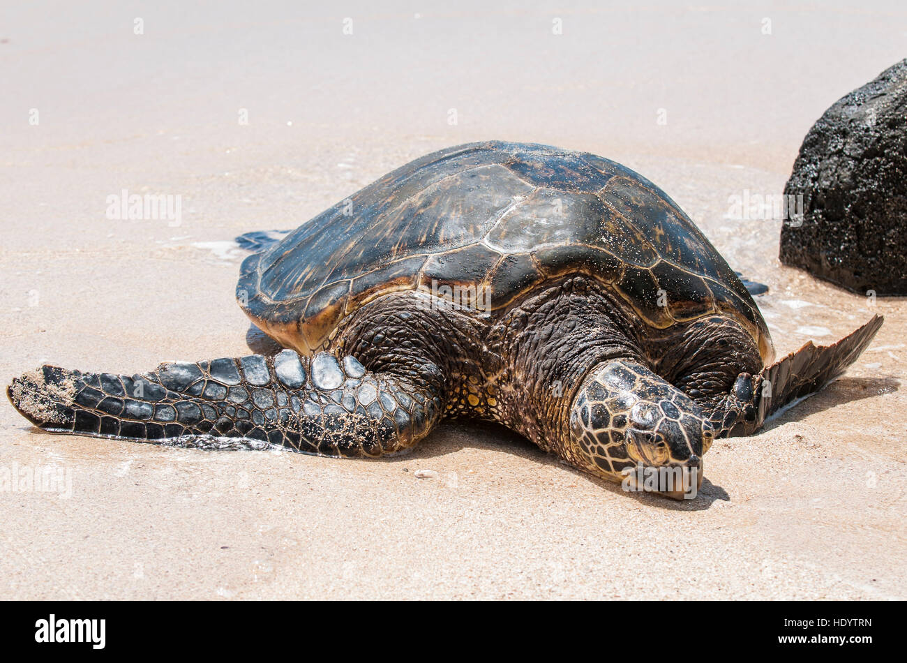 A green sea turtle (Chelonia mydas) on Laniakea Beach, North Shore ...