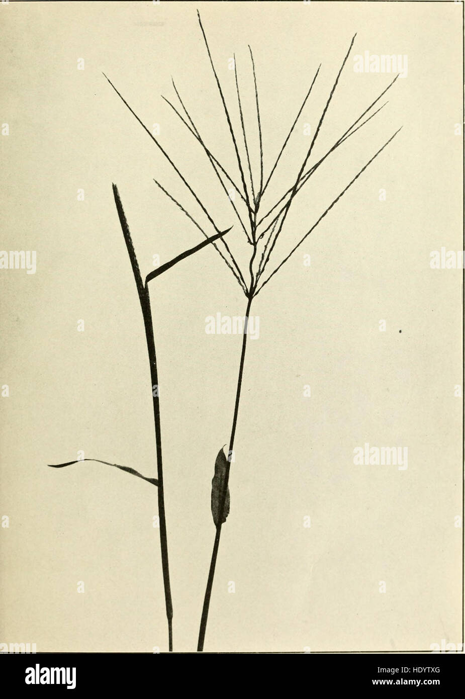 'The Book of Grasses' (1912) provides an illustrated guide to common ...