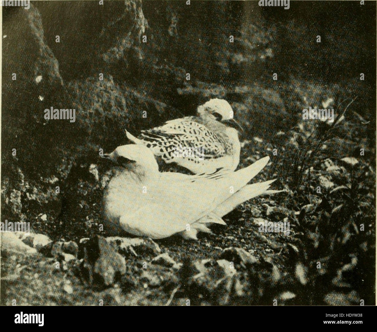 *The Australian Museum Magazine* (1921) was a publication dedicated to ...