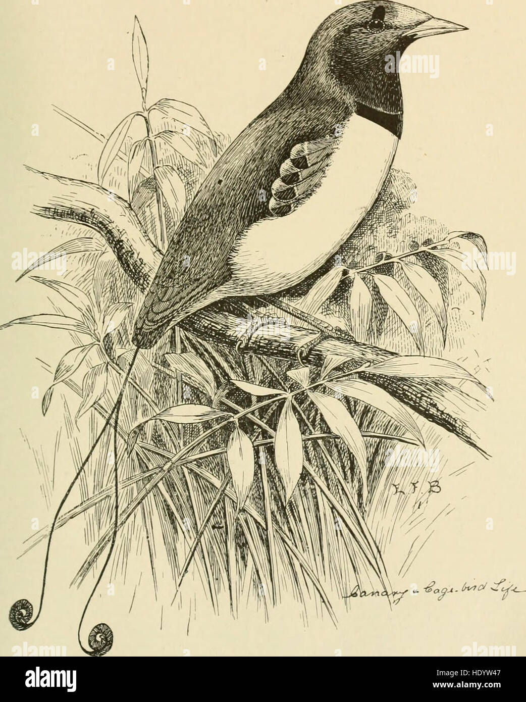 'Foreign Birds for Cage and Aviary' (1910) is a guide detailing various ...