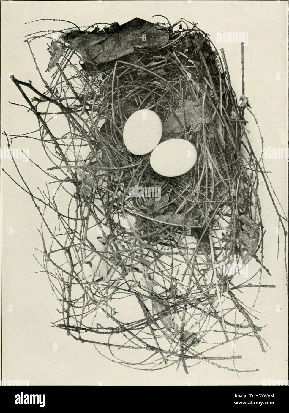 *The Bird, Its Form and Function* (1906) explores the anatomy ...