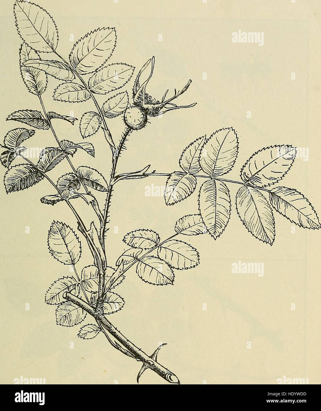 This journal details the scientific research and findings of the ...