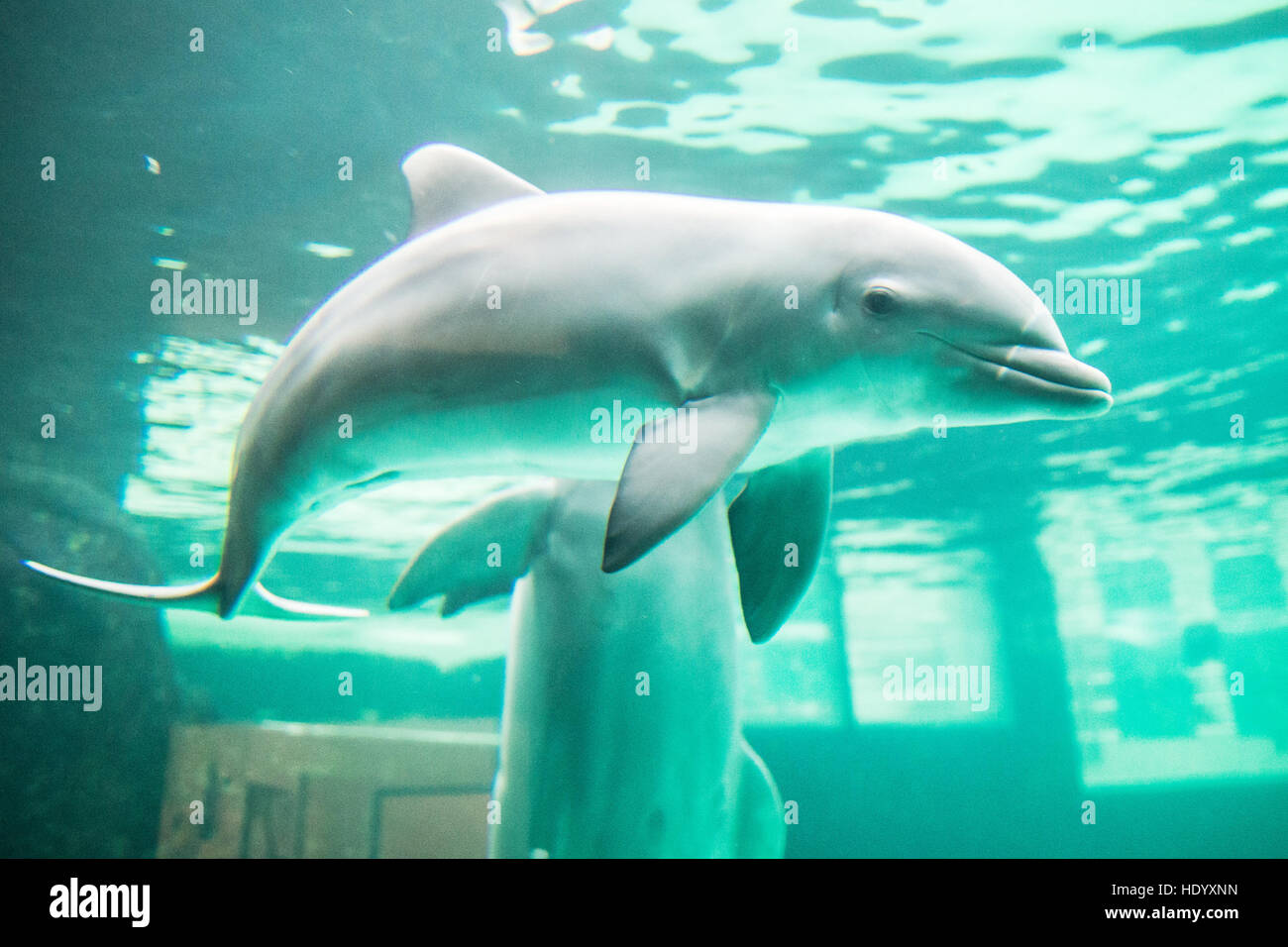 Duisburg, Germany. 15th Dec, 2016. Dobbie the baby dolphin swimming in ...
