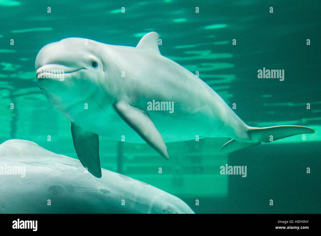 Duisburg, Germany. 15th Dec, 2016. Dobbie the baby dolphin (top ...