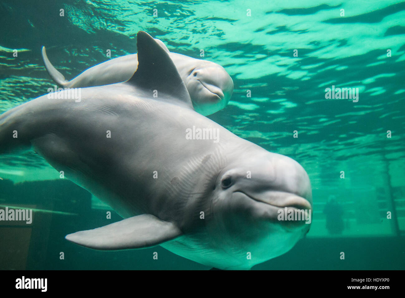 Duisburg, Germany. 15th Dec, 2016. Dobbie the baby dolphin (top ...