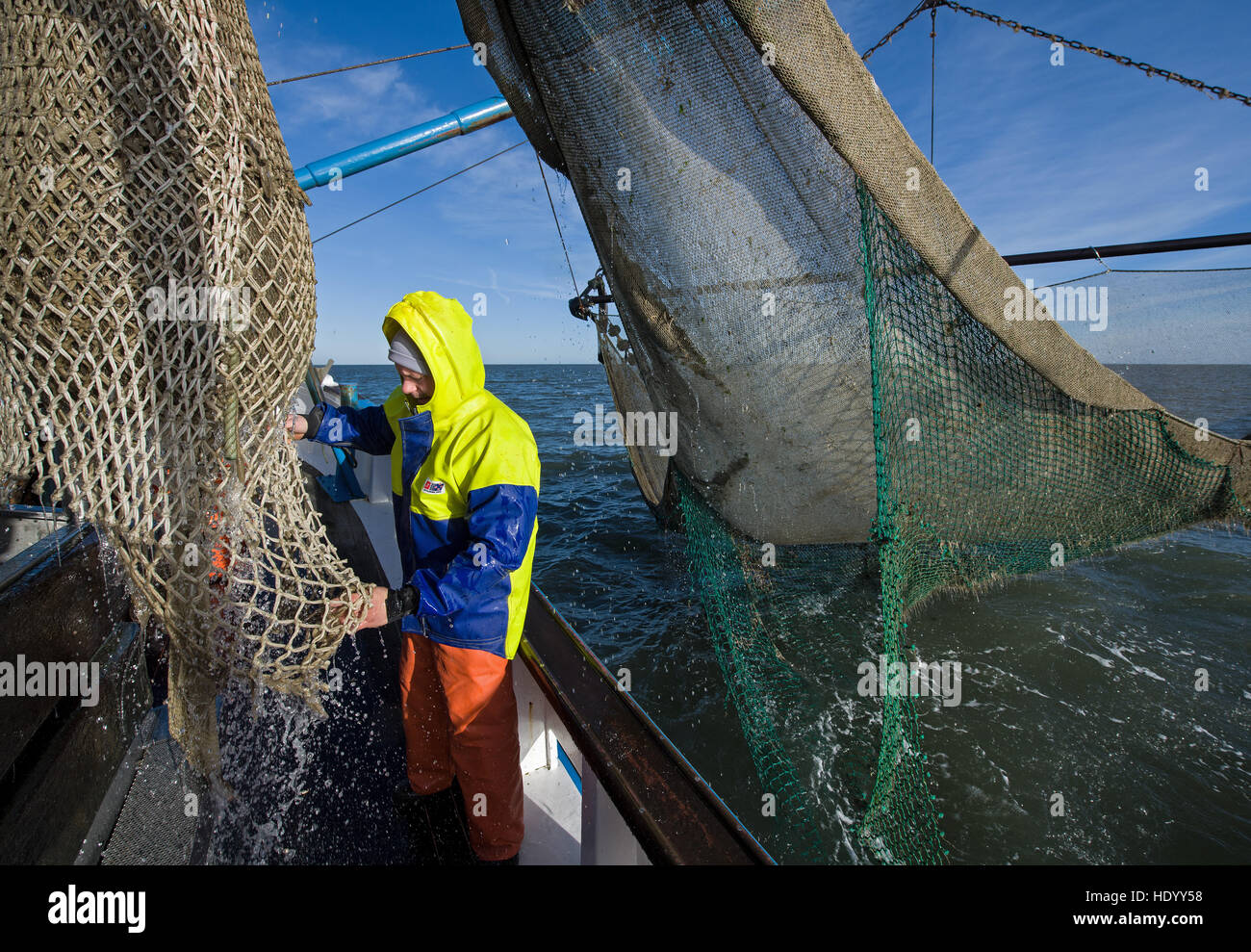 Fisherman Kevin Voss empties one of the two dragnets into a sorting ...