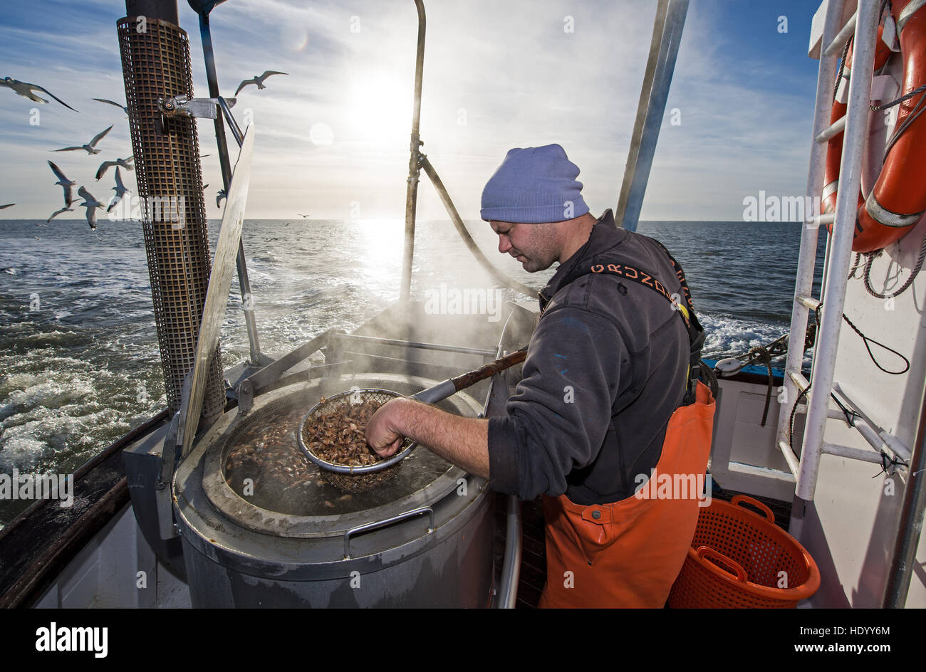 Shrimp fisherman Kevin Voss cooking freshly caught shrimp on the shrimp ...