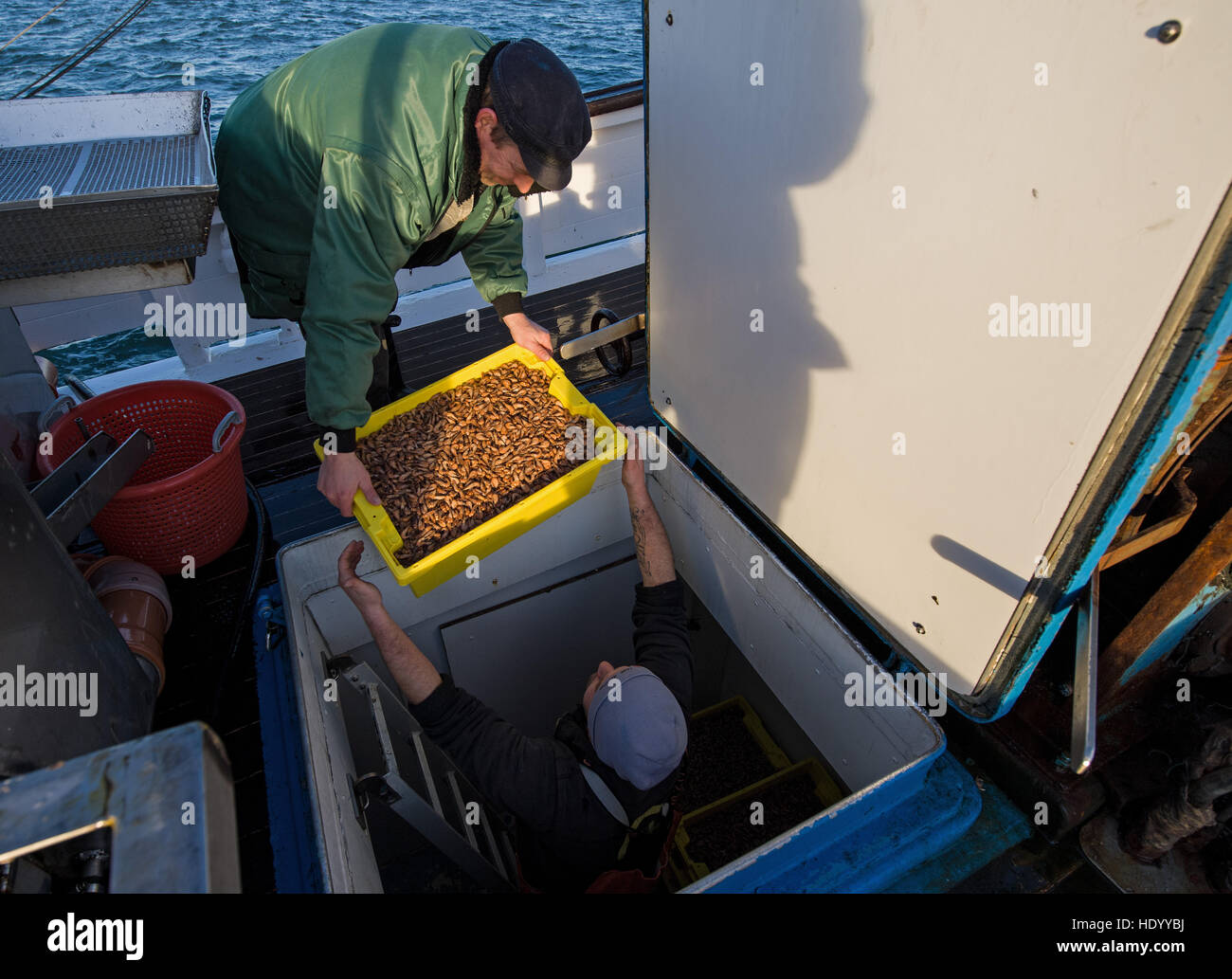 Shrimp fisherman Stephan Hellberg (l) and his colleague Kevin Voss ...