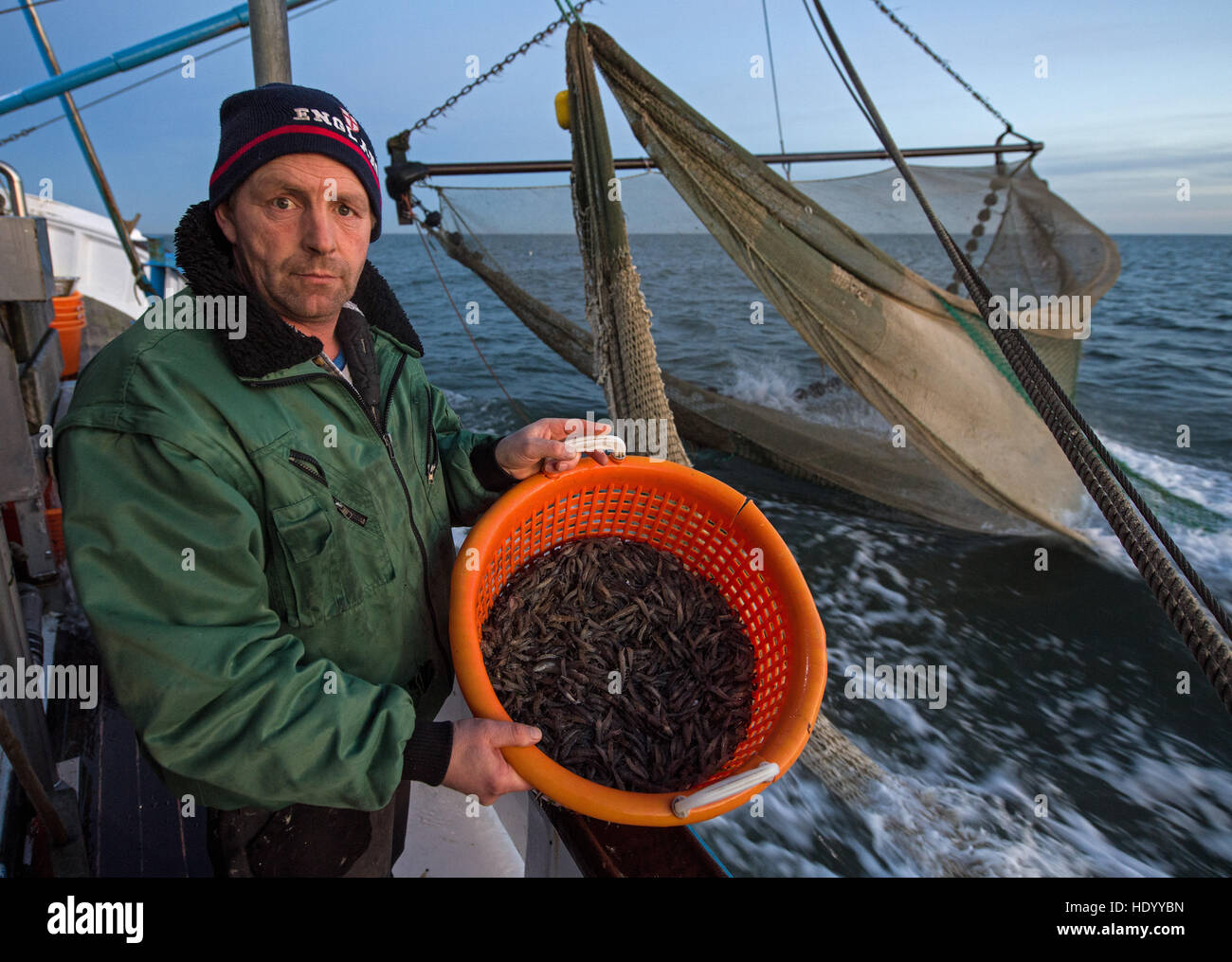 Shrimp fisherman Stephan Hellberg pictured with freshly caught shrimp ...