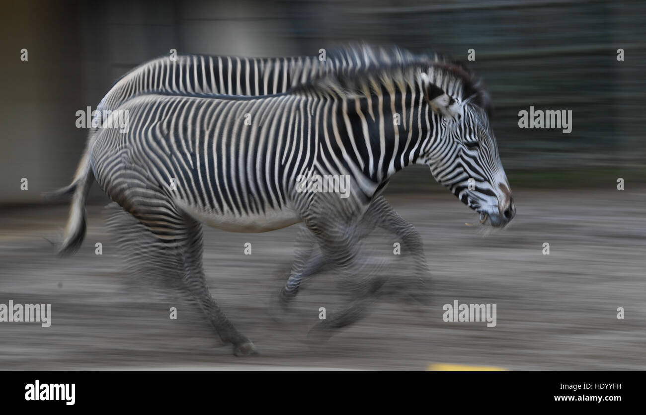 Two Grevy's zebras race in an outdoor enclosure at the zoo in Frankfurt ...