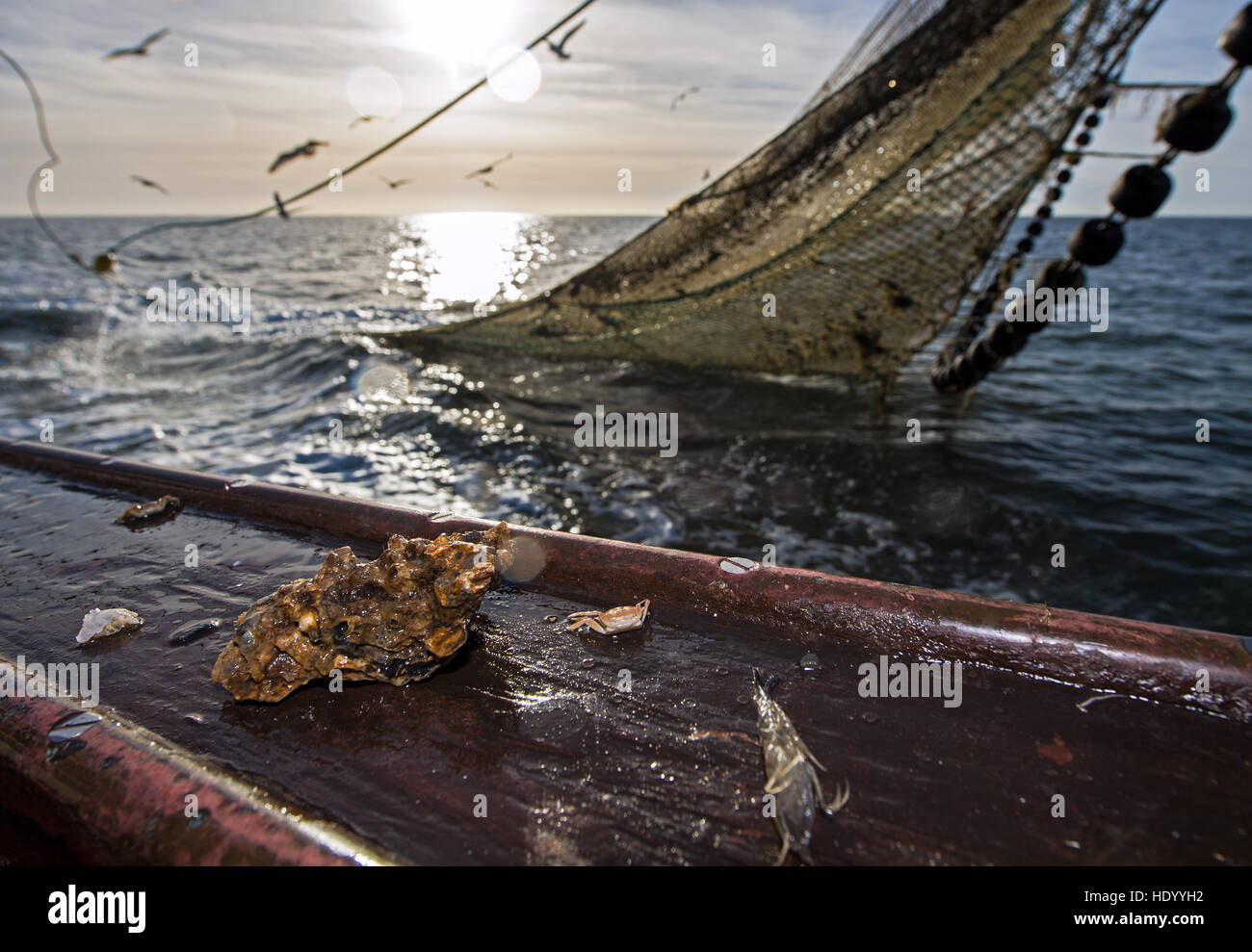 Bycatch shrimp hi-res stock photography and images - Alamy