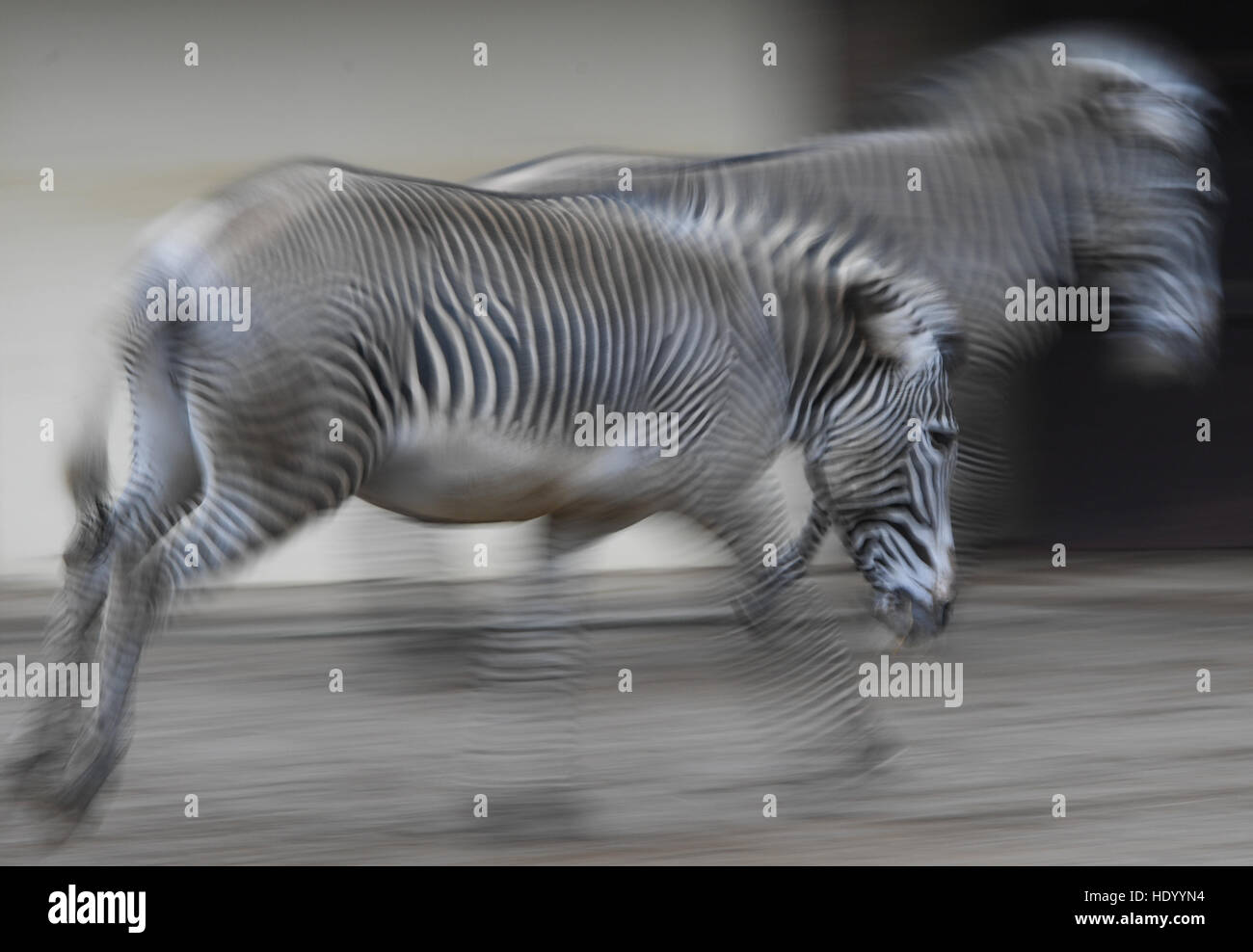 Two Grevy's zebras race in an outdoor enclosure at the zoo in Frankfurt ...