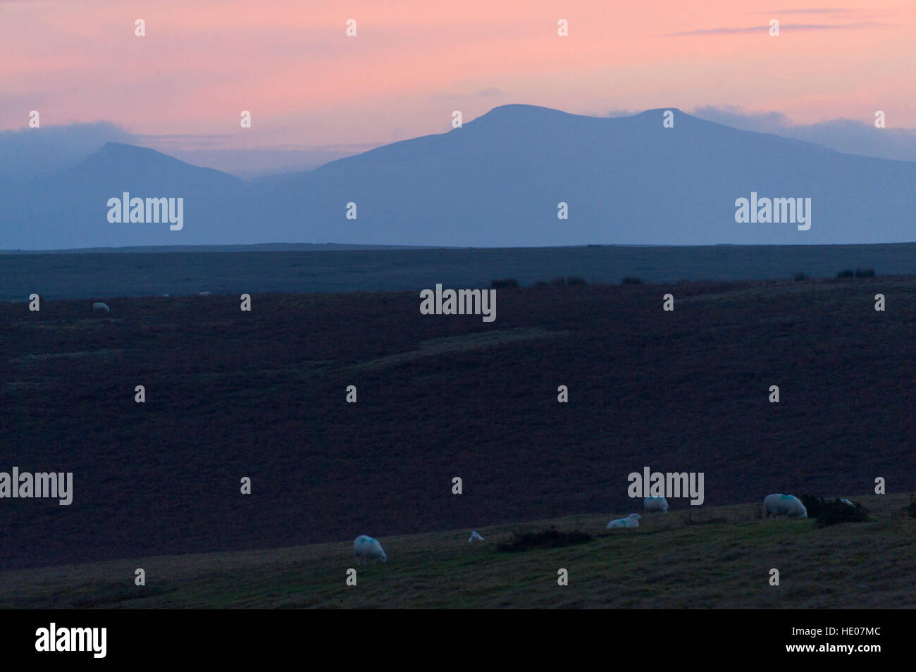 Brecon, Powys, Wales, UK. 16th December, 2016. Sheep are seen settling ...
