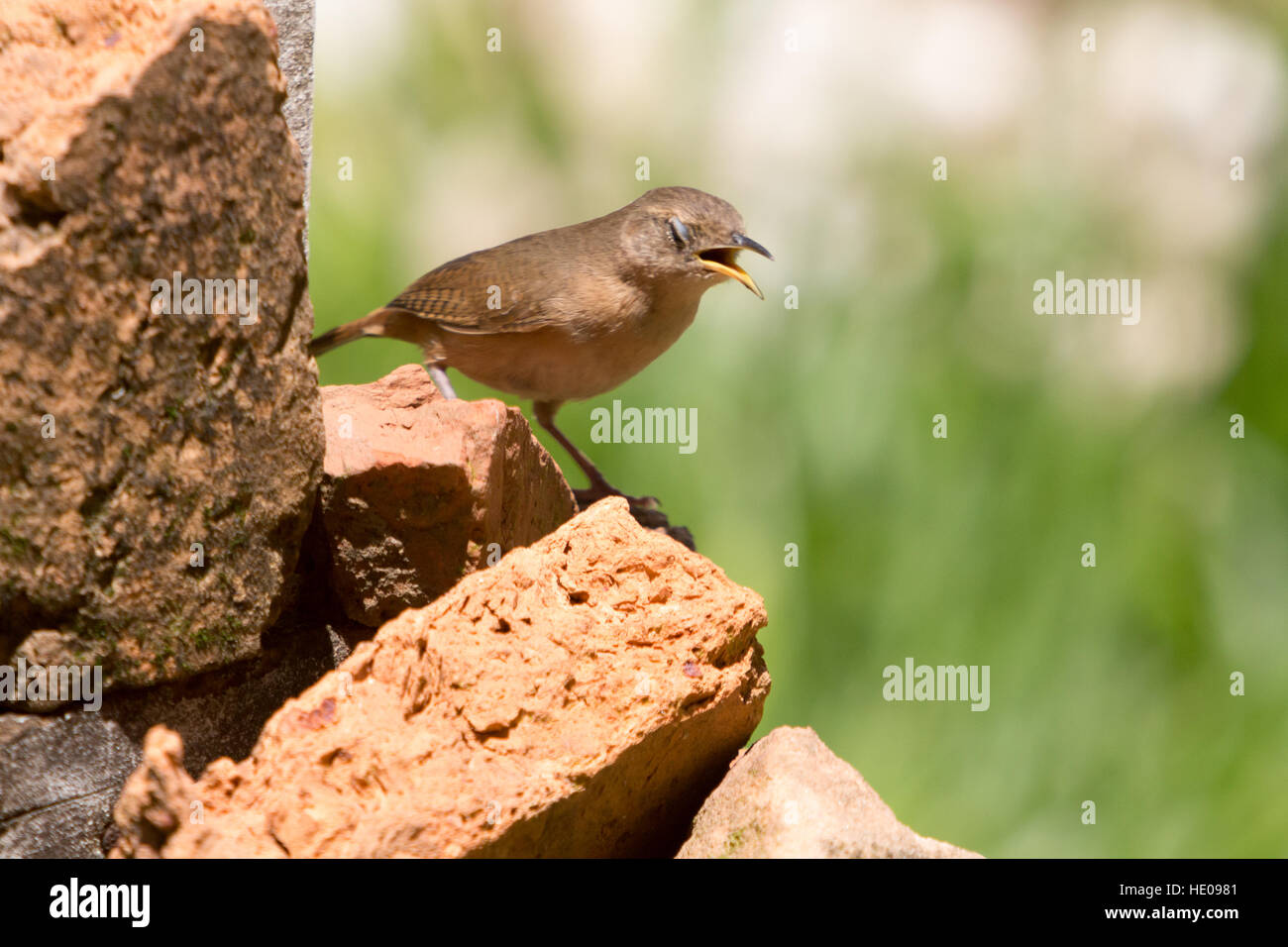 Tropical house wren hi-res stock photography and images - Alamy