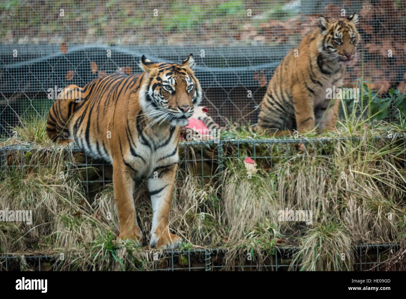 Sumatran tiger and her six month old cub at ZSL London Zoo, UK Stock ...