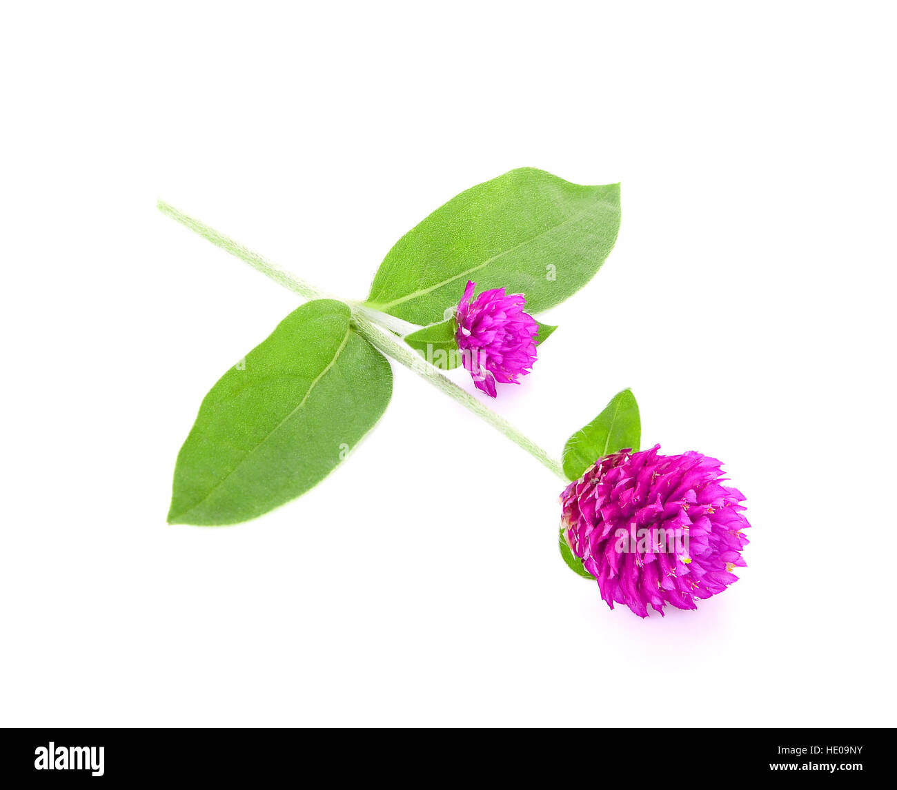 globe amaranth beauty flower isolated on white Stock Photo - Alamy