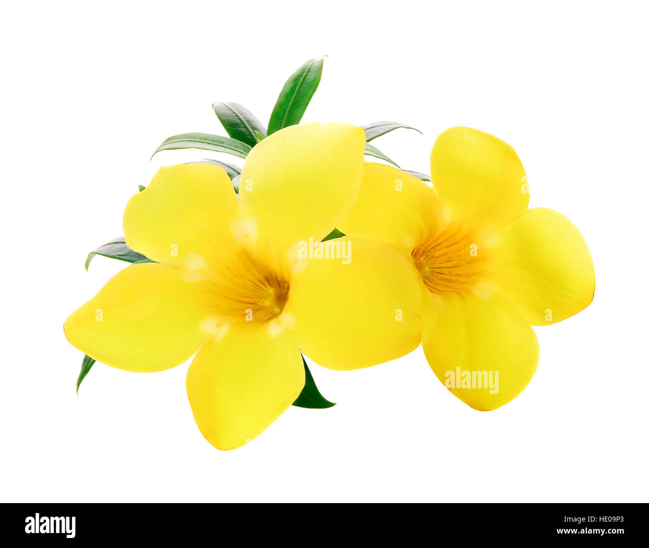 Allamanda flower hi-res stock photography and images - Alamy
