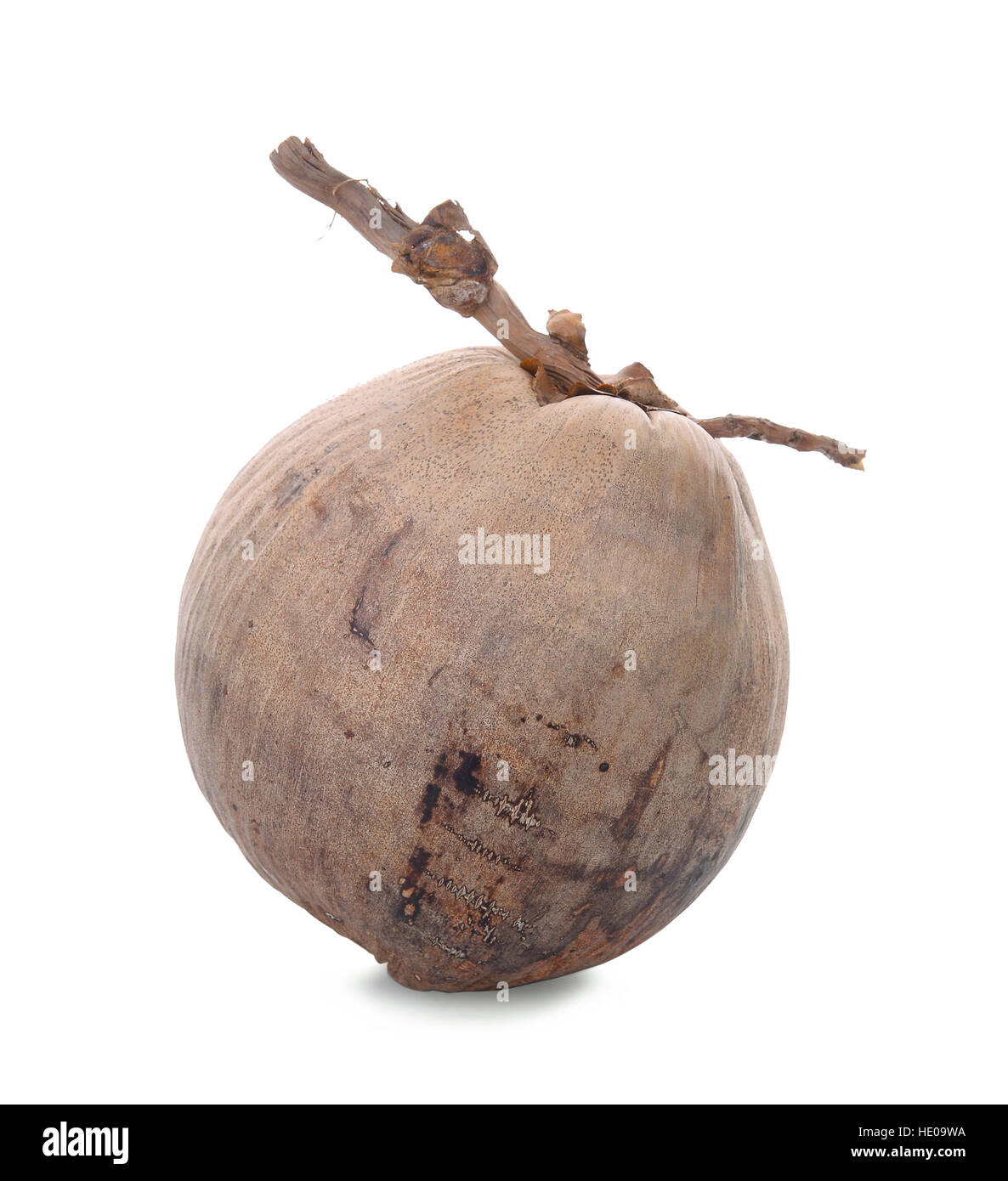 Dry coconut isolated on white Stock Photo - Alamy
