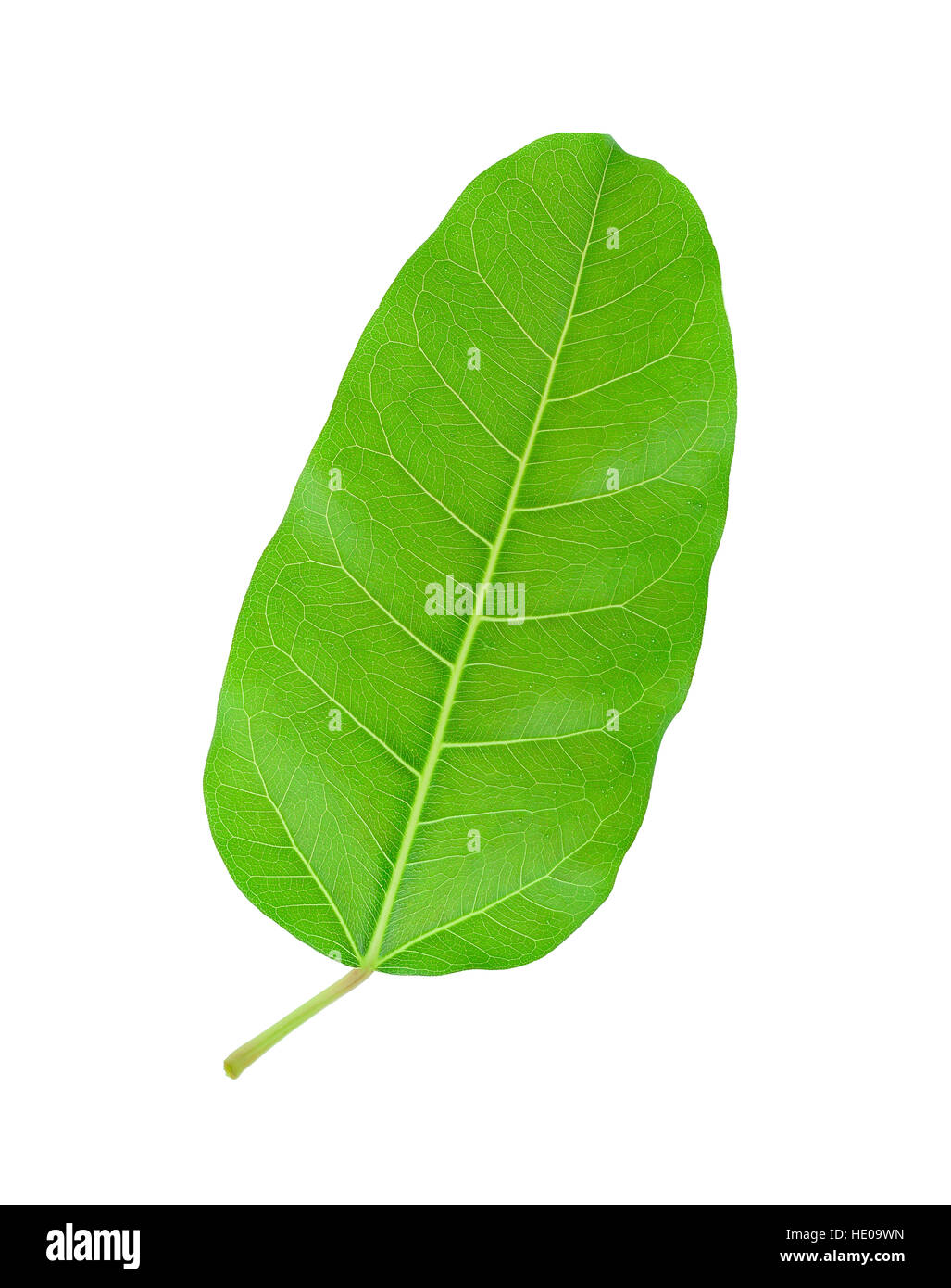 Pho leaf hi-res stock photography and images - Alamy