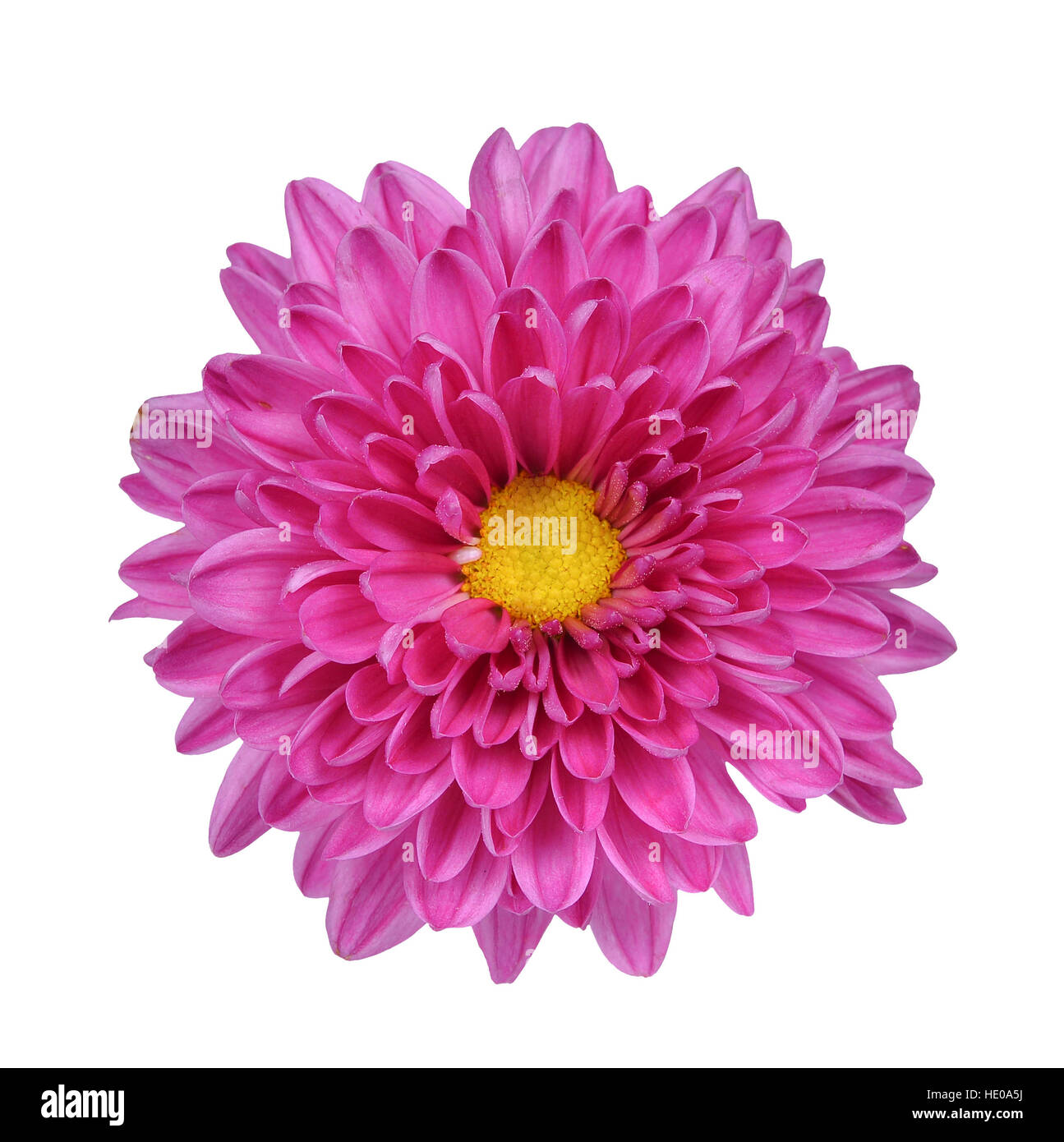 Close up center purple Cut Out Stock Images & Pictures - Alamy