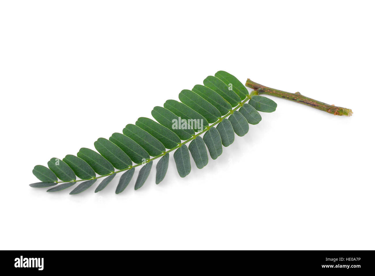 Violet Tamarind Leaf Paper