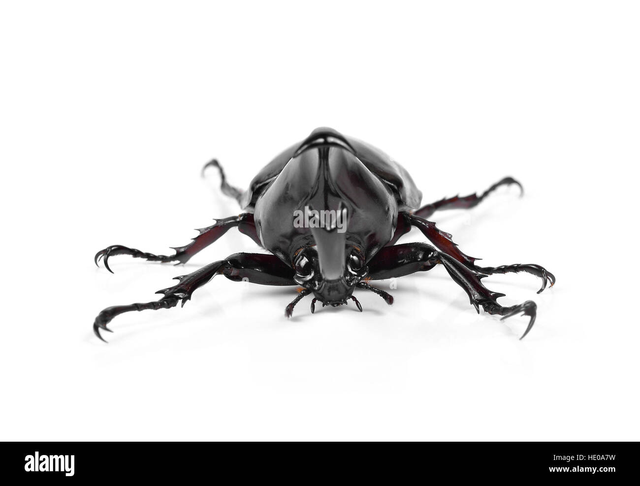 Male Rhinoceros beetle, Hercules beetle, Unicorn beetle, Horn beetle ...
