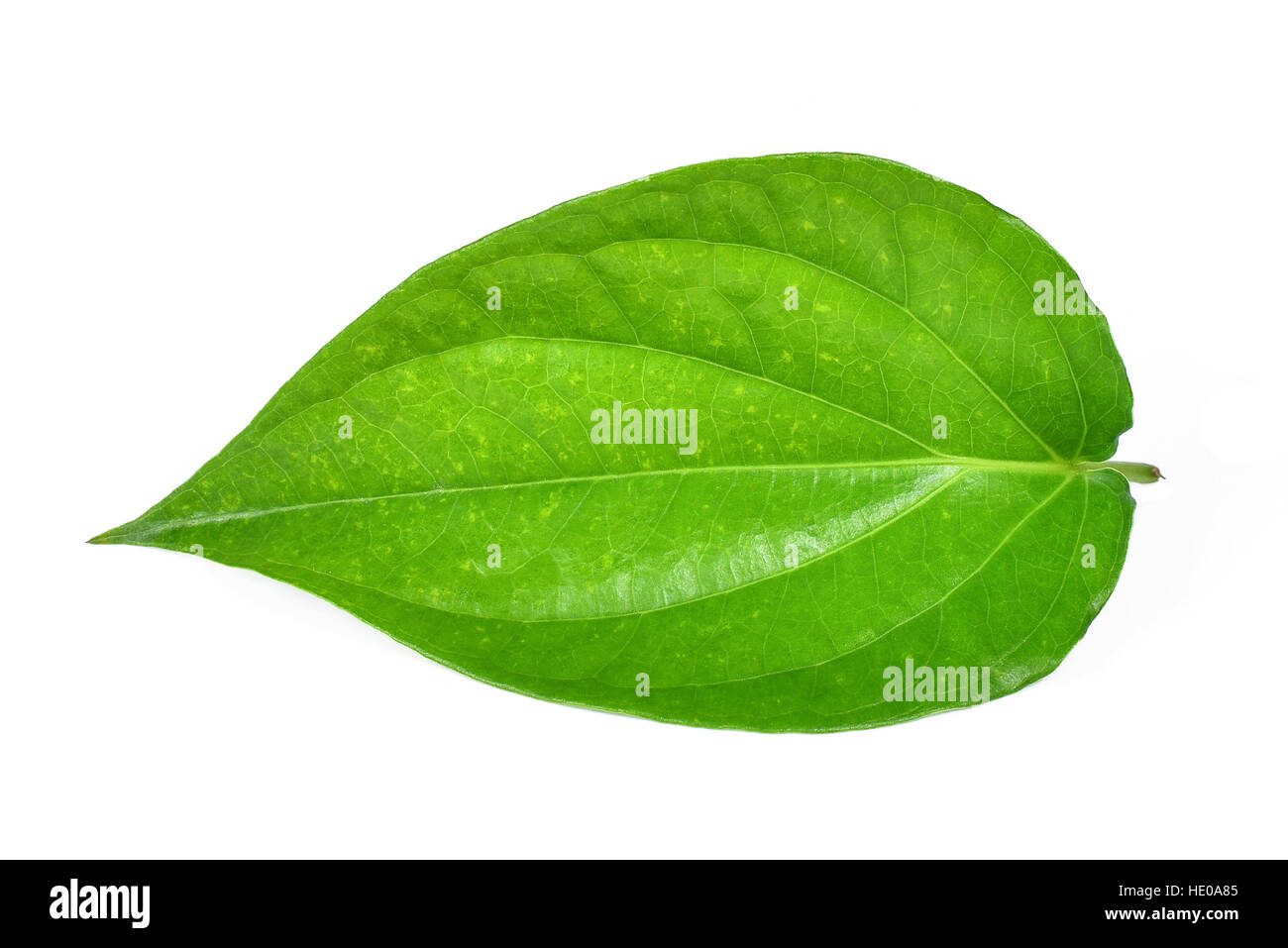 Green betel leaf heart shape isolated on white Stock Photo - Alamy