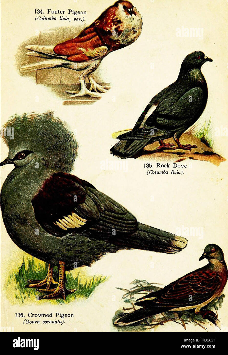 This educational 1909 book is a visual and descriptive guide to birds ...