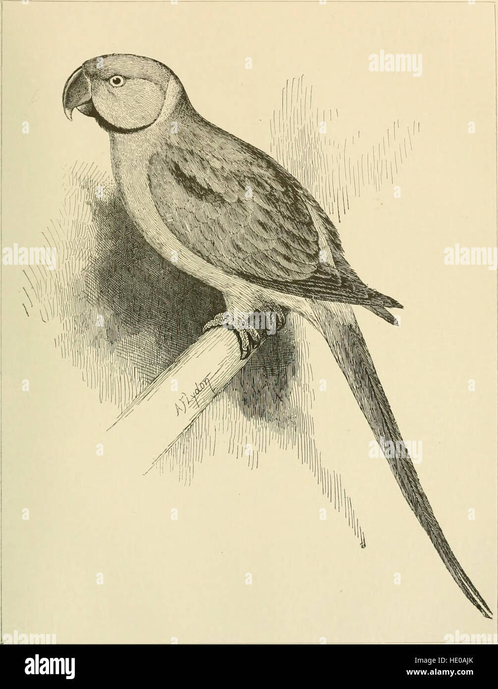 This book provides a comprehensive guide to exotic bird species ...