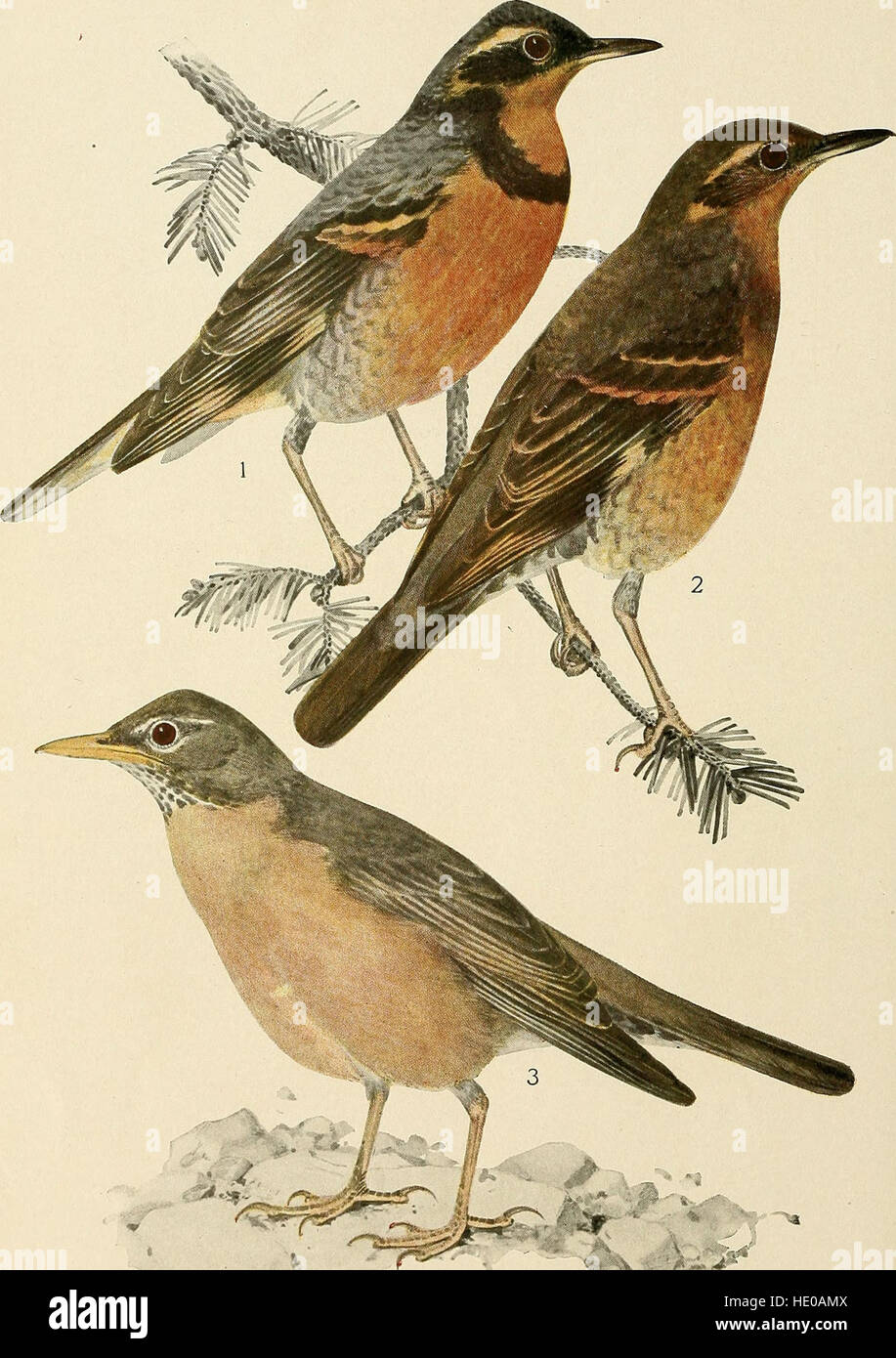Bird Lore, published in 1907, focuses on the study of birds, including ...