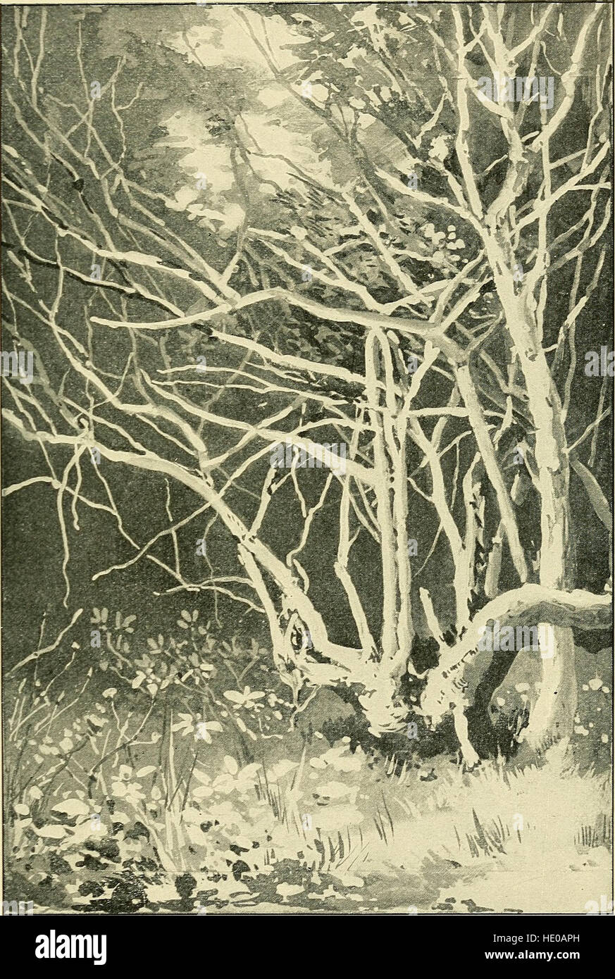 *Apes and Monkeys: Their Life and Language* investigates the social ...