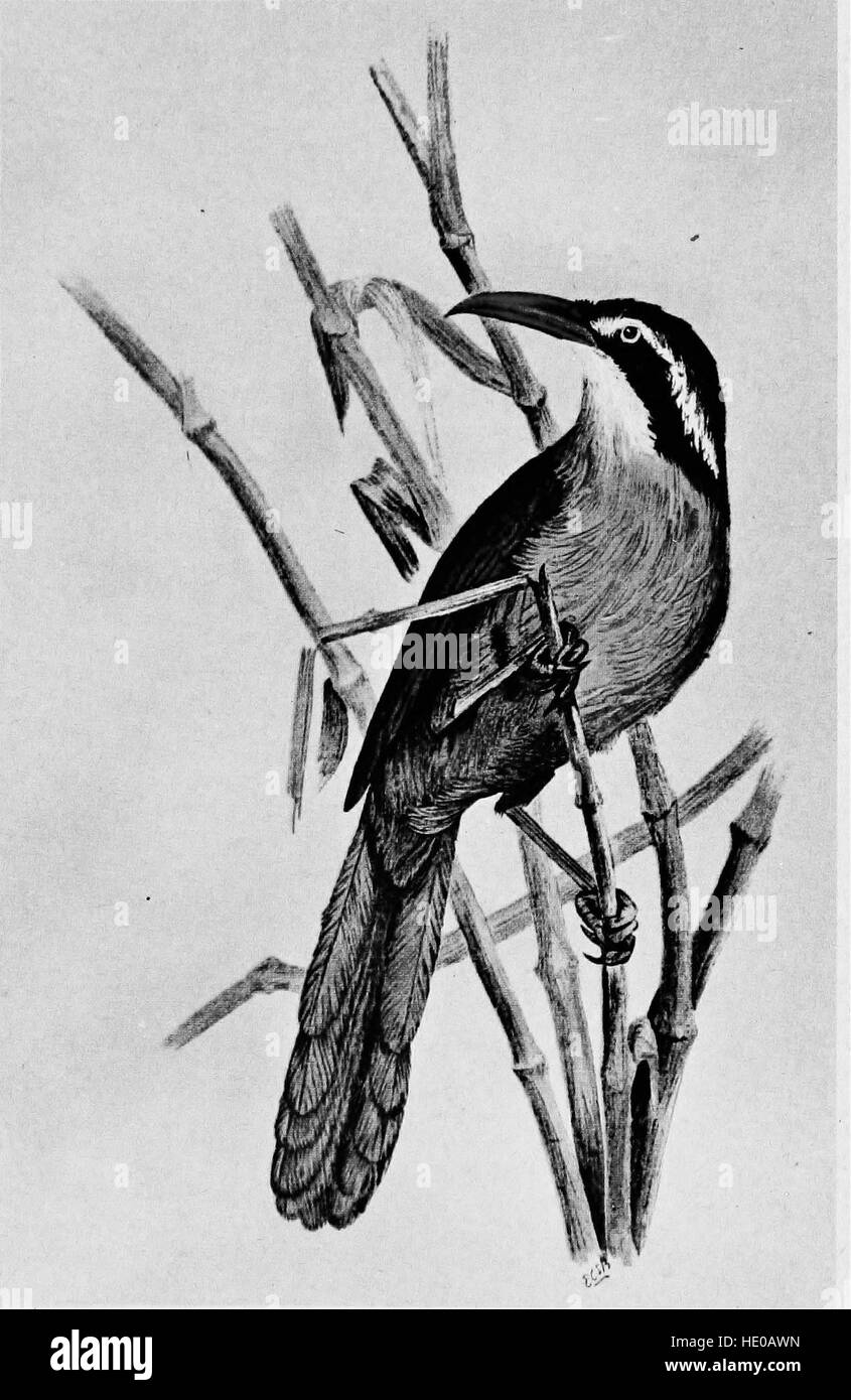 This 1922 work provides a thorough examination of various bird species ...