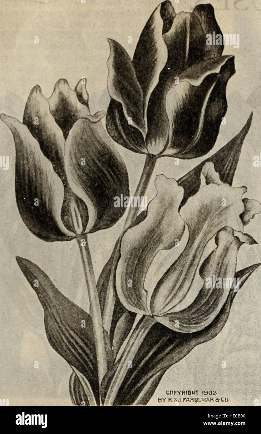 A 1904 catalog featuring various bulb varieties, providing information ...