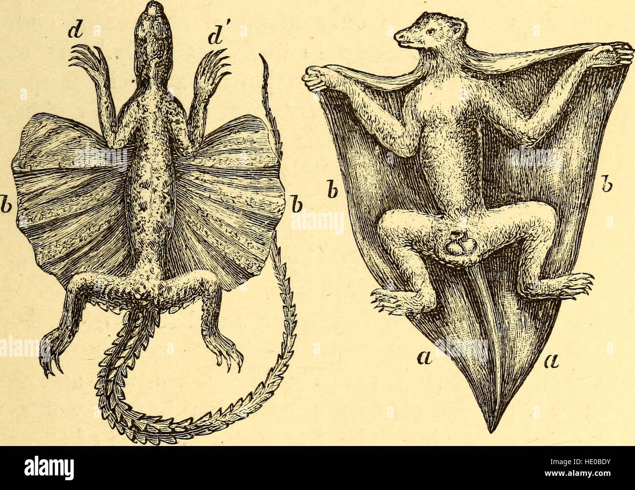 *Animal Locomotion* (1874) explores the various methods of movement in ...