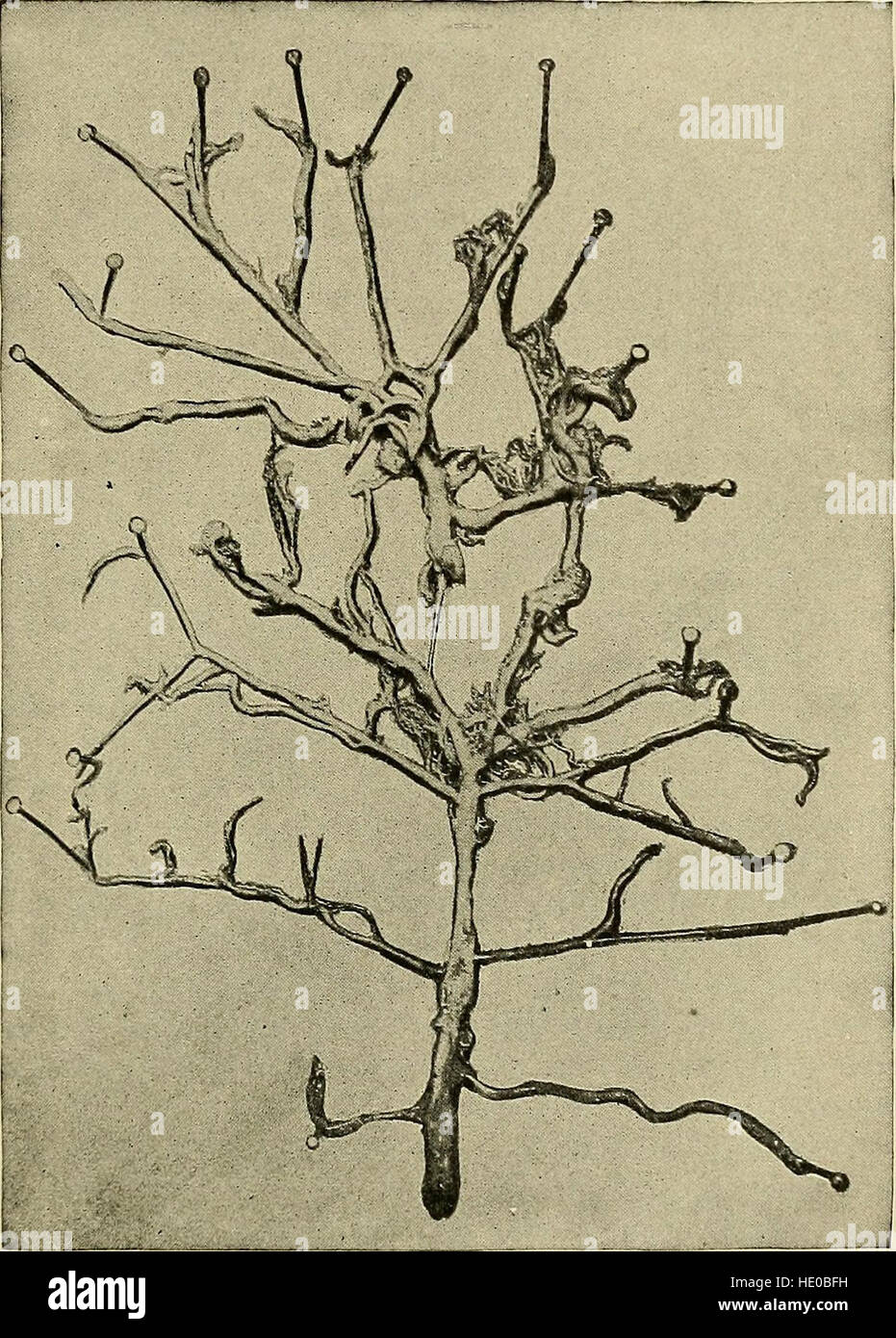 *Organic and Functional Nervous Diseases* (1913) serves as a medical ...