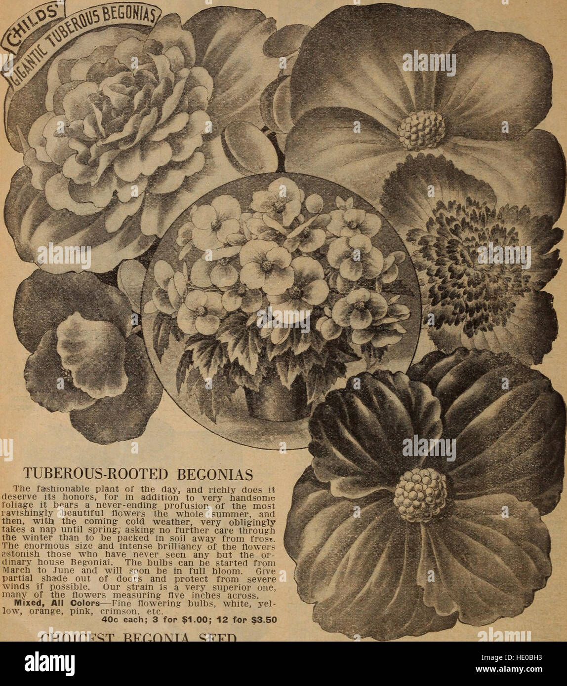 'Childs' Spring 1922' is a gardening catalog featuring seeds, plants ...
