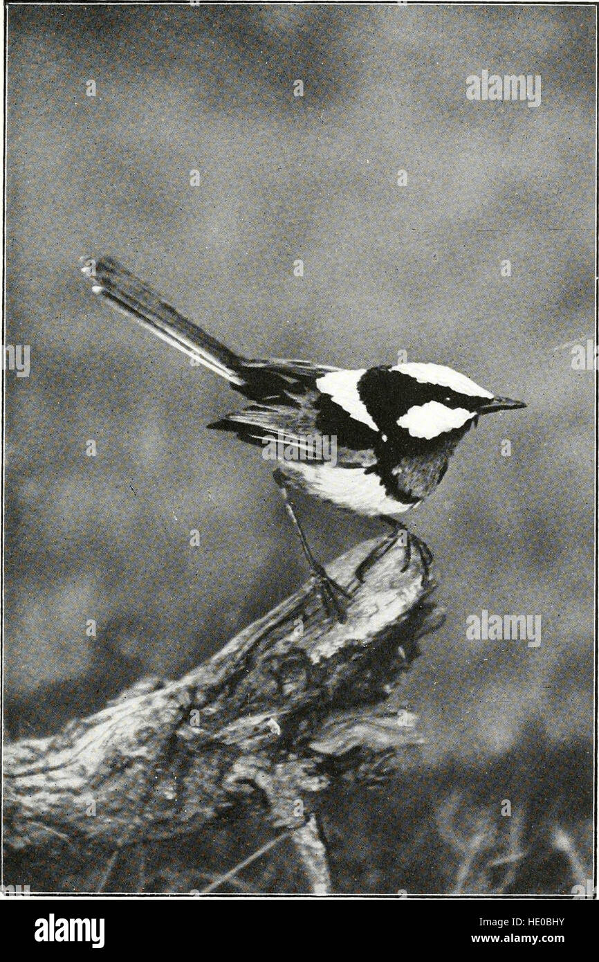 *Birds of Our Bush* (1900) is a guide to photographing birds in their ...